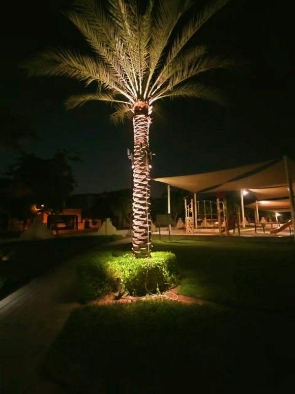 Palm Tree Ring Light Supplier in Dubai | Hondel Lighting Limited